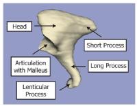 Opiniones de Yunque (hueso)